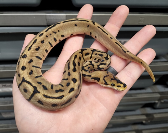 Orange Dream Leopard Spotnose Spider Yellowbelly Crypton FREE SHIPPING ...