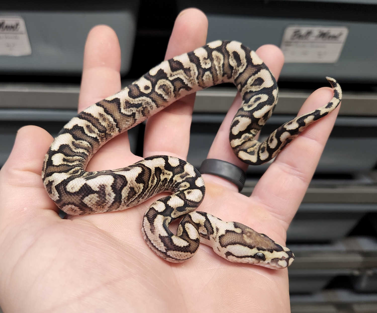 Ball-Mart's Collection - MorphMarket