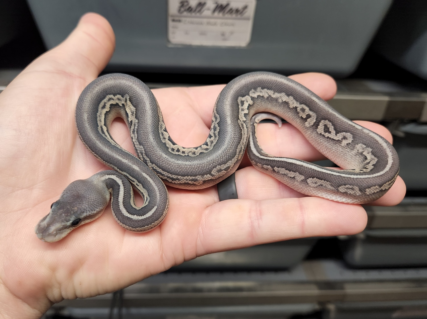 Blackhead Pewter Ringer Gene Hypo Het Genetic Stripe FREE SHIPPING ...