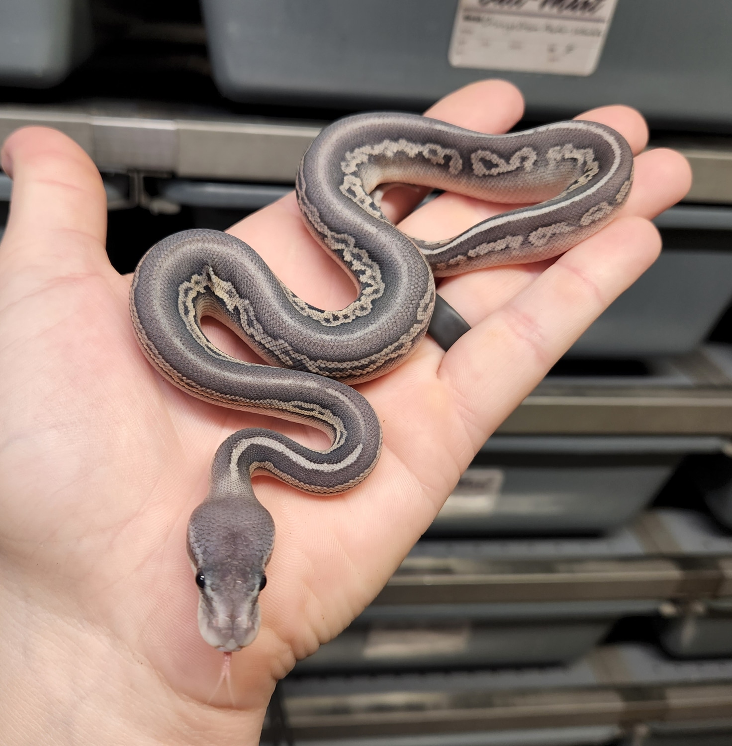 Blackhead Pewter Ringer Gene Hypo Het Genetic Stripe FREE SHIPPING ...