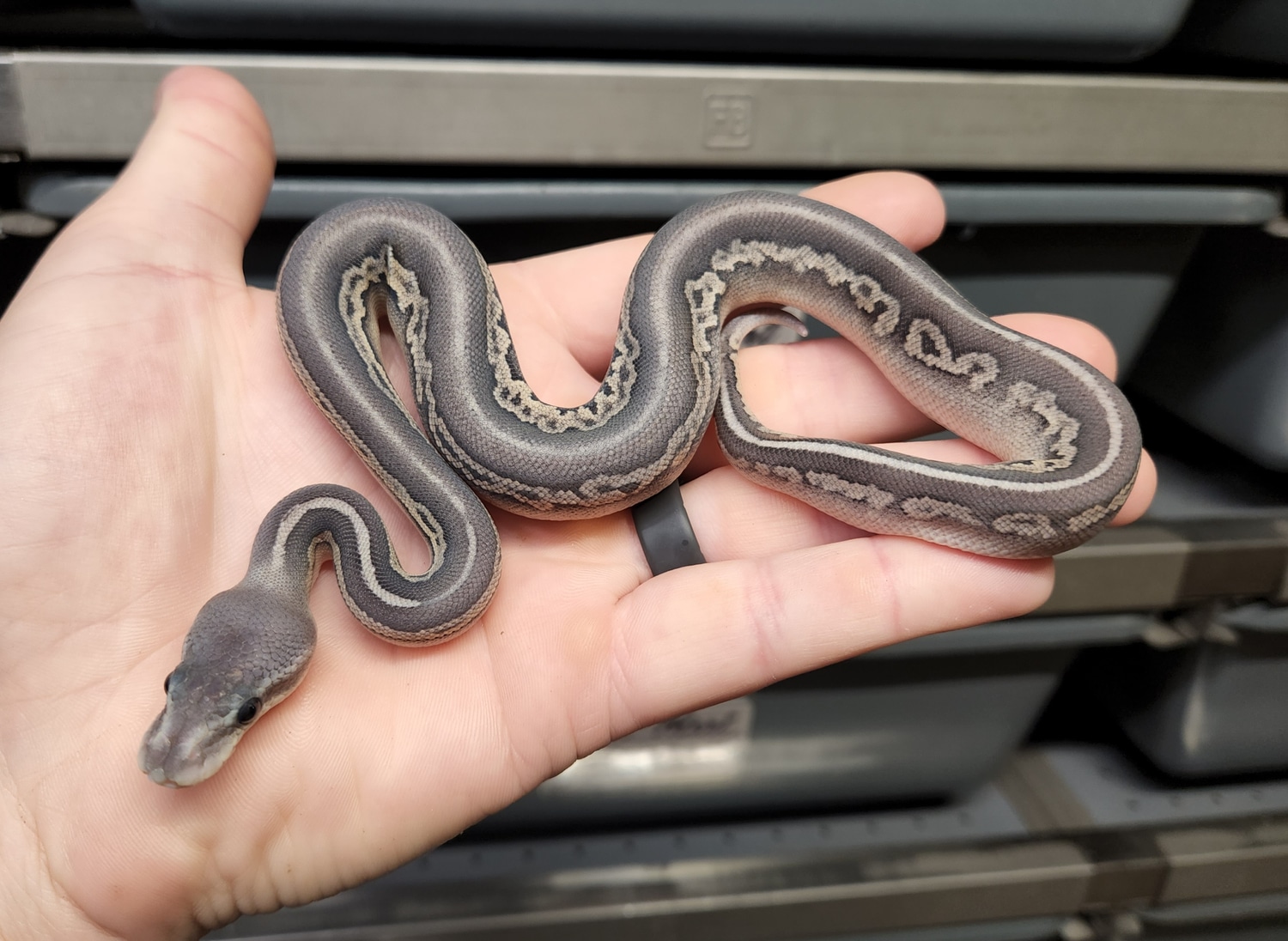 Blackhead Pewter Ringer Gene Hypo Het Genetic Stripe FREE SHIPPING ...