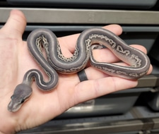 Blackhead Pewter Ringer Gene Hypo Het Genetic Stripe FREE SHIPPING ...