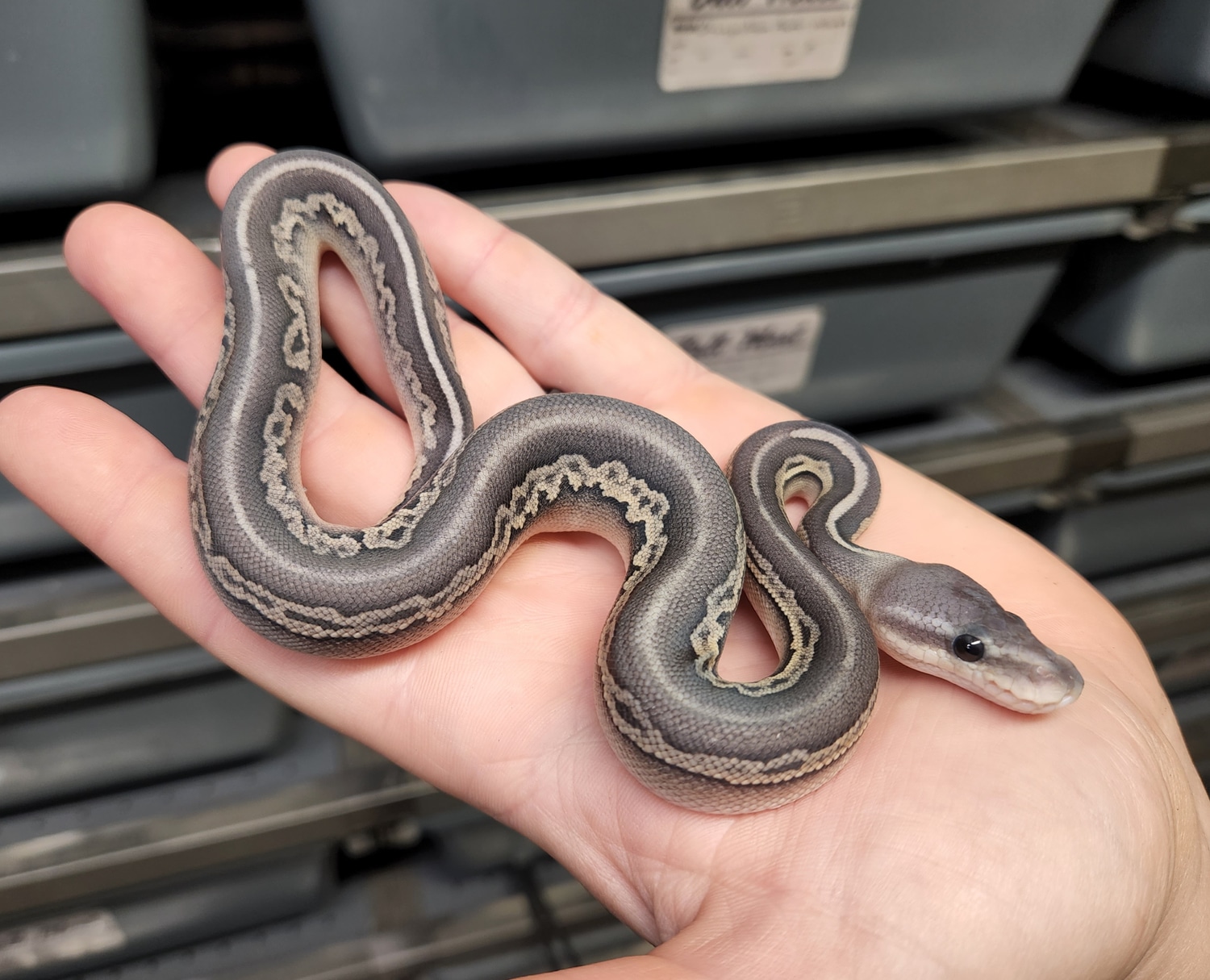 Blackhead Pewter Ringer Gene Hypo Het Genetic Stripe FREE SHIPPING ...