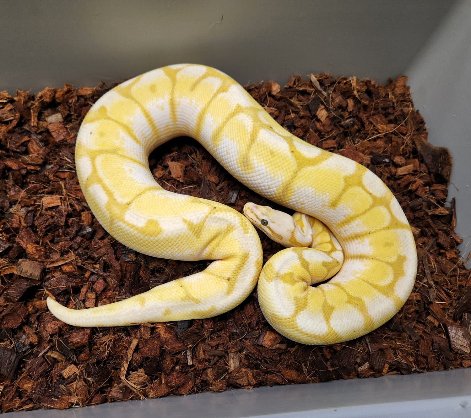 Banana Lesser Spider Pos Yellowbelly Pos Het Clown FREE SHIPPING! Ball ...