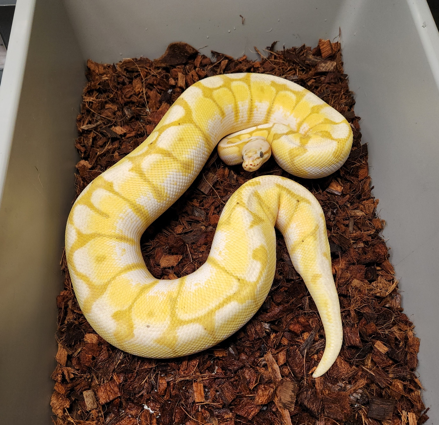 Banana Lesser Spider Pos Yellowbelly Pos Het Clown FREE SHIPPING! Ball ...