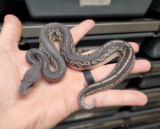 Blackhead Cinnamon Hypo Ringer Gene FREE SHIPPING! Ball Python by Ball-Mart