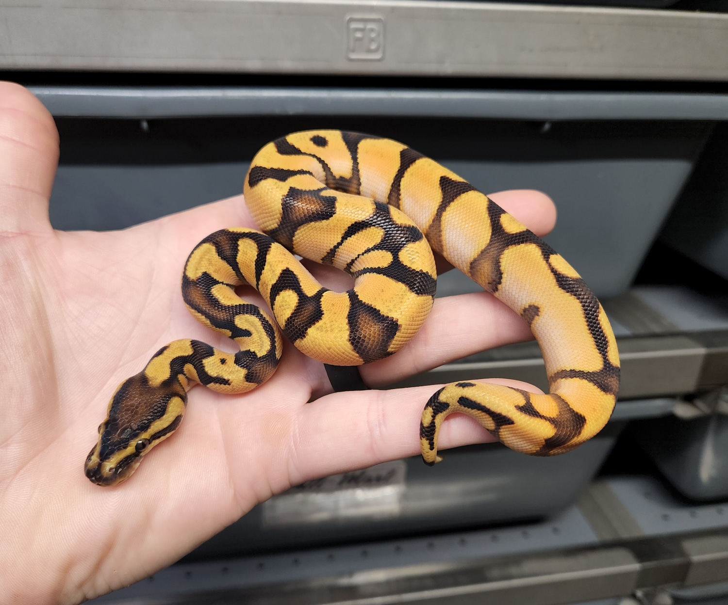 Super Orange Dream Enchi Fire Yellowbelly Ball Python by Ball-Mart ...