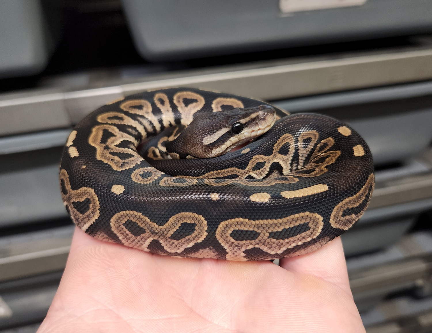 Blackhead Mojave Ringer Gene Het Hypo Ball Python by Ball-Mart ...