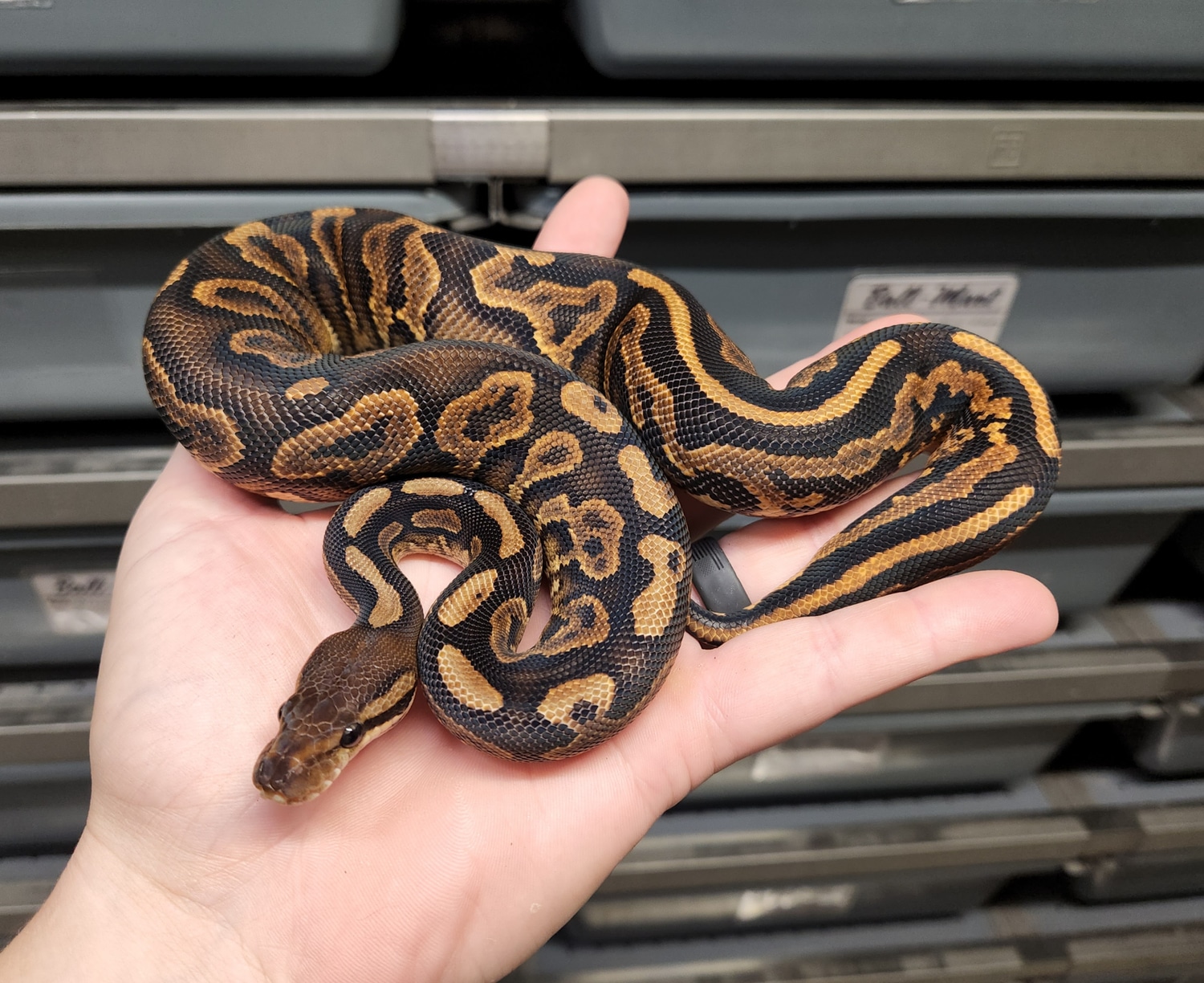 Orange Dream Barnhart Black Pastel Yellowbelly FREE SHIPPING! Ball ...