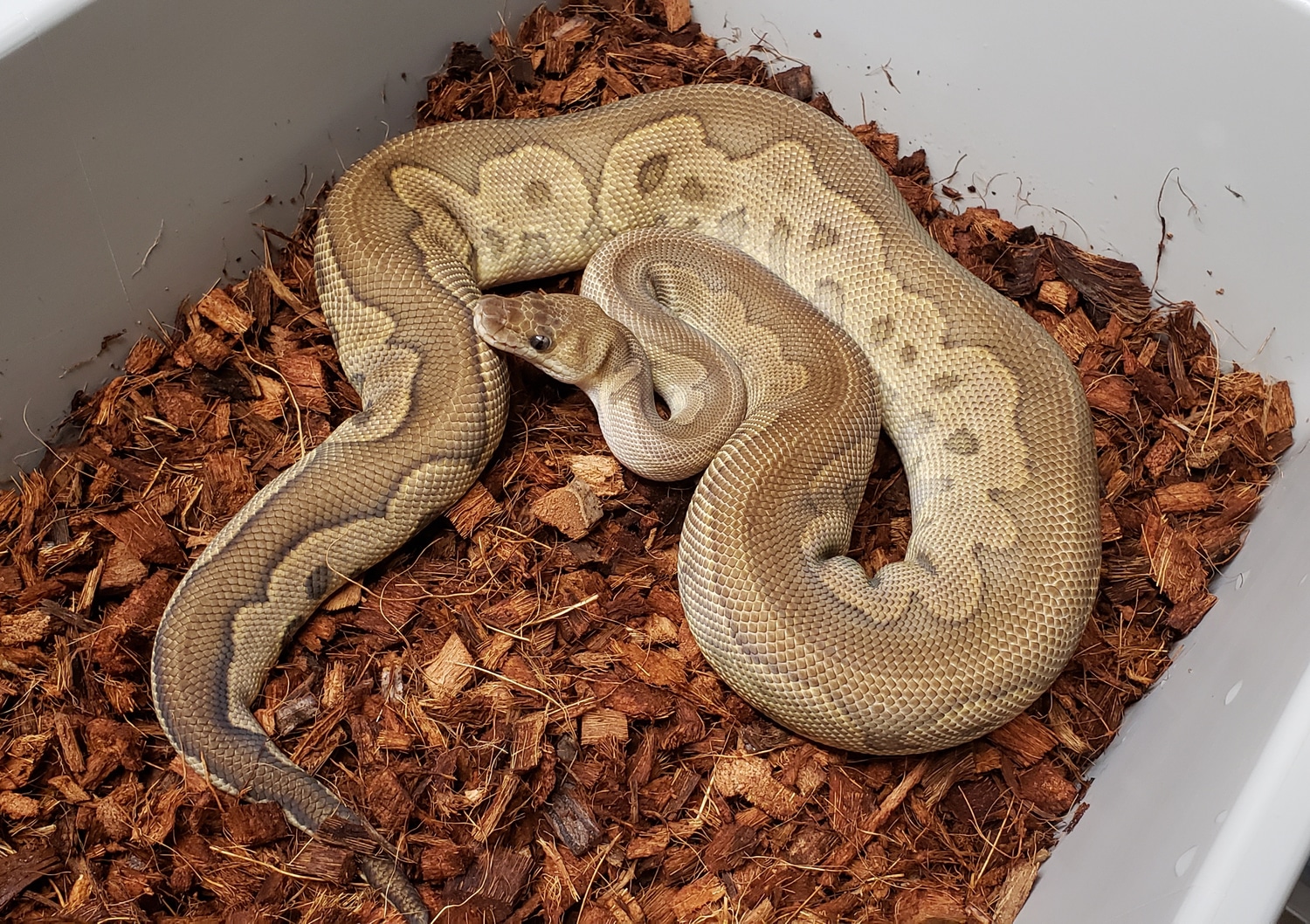 Cinnamon Blade Clown FREE SHIPPING! Ball Python by Ball-Mart - MorphMarket