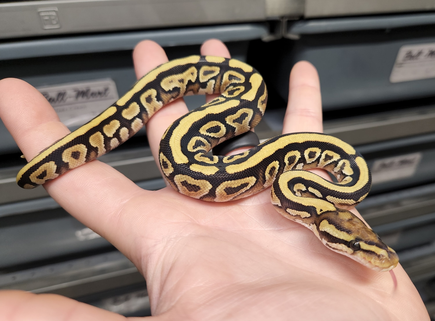 Spotnose Fire Hurricane Het Clown FREE SHIPPING! Ball Python by Ball ...