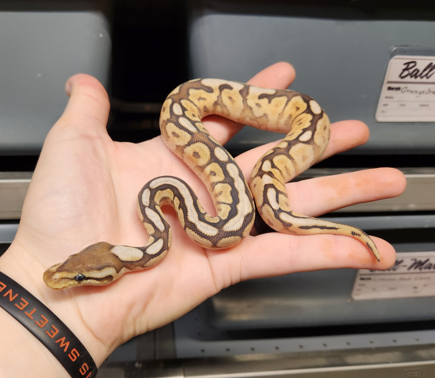 Hurricane Cinnamon Fire Mojave Spider Het Clown Pos Spotnose FREE ...