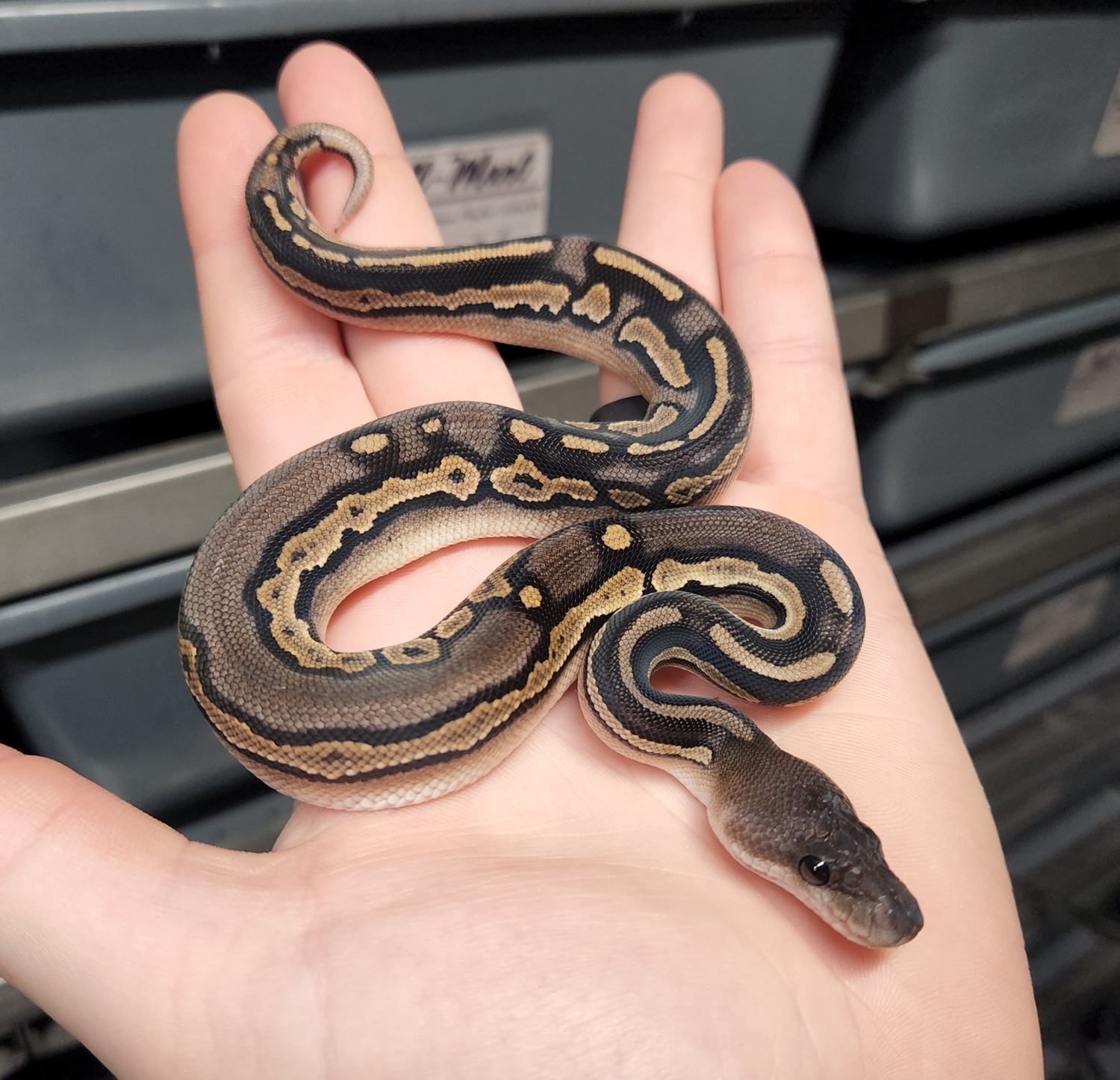 Orange Dream Cinnamon Genetic Blackback Yellowbelly Het Hypo FREE ...