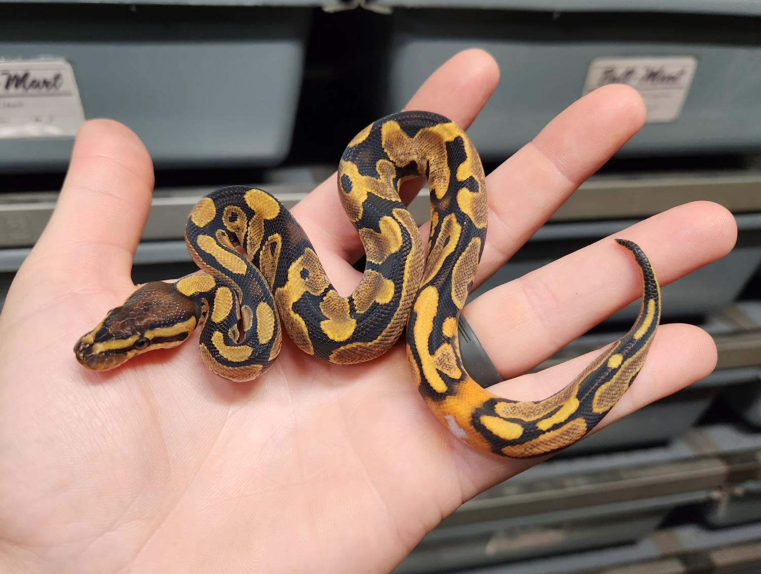 Orange Dream Sugar Yellowbelly FREE SHIPPING! Ball Python by Ball-Mart ...