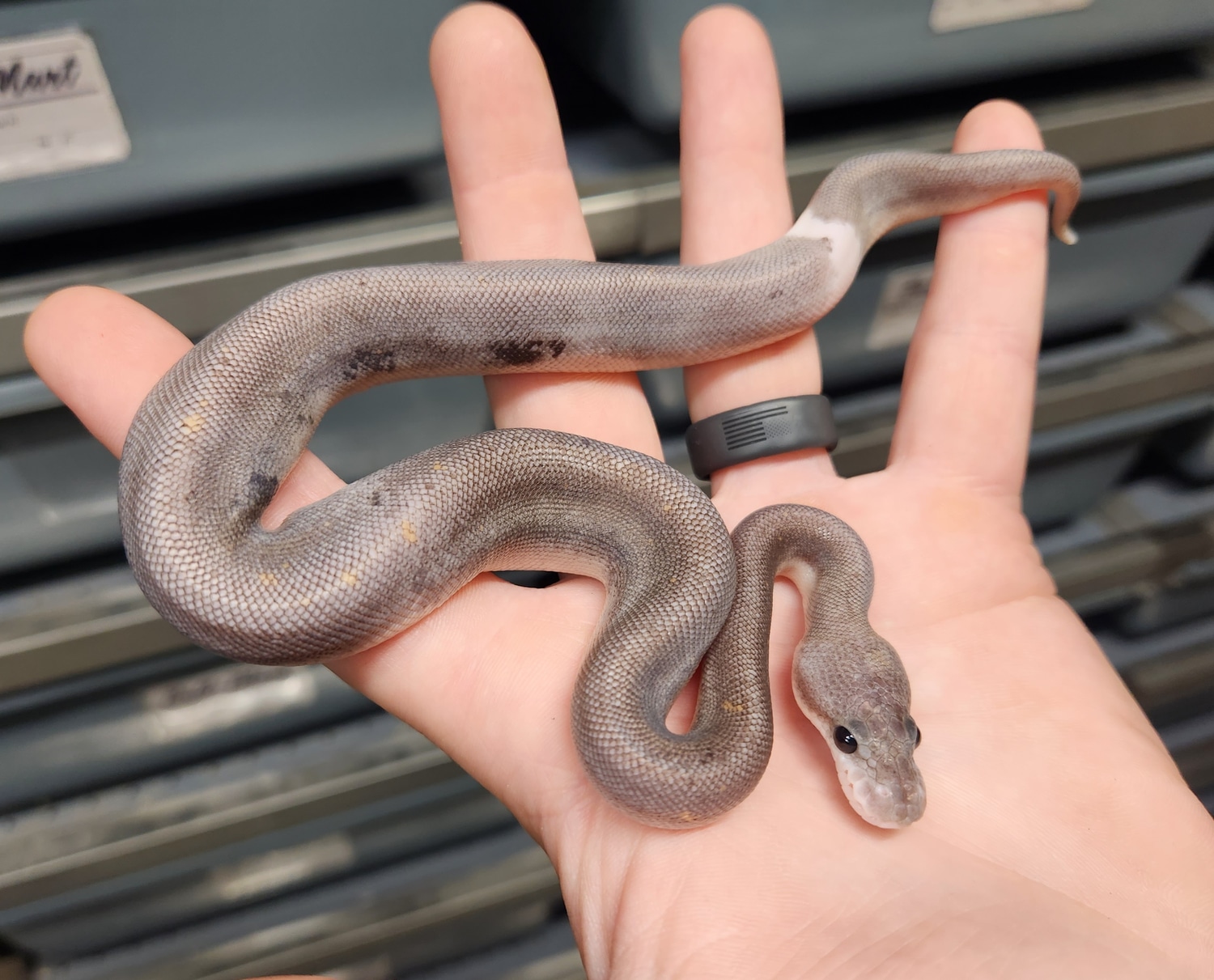 Super Cinnamon Blackhead Fire Het Clown Pos Spotnose Pos Red And Ringer Gene FREE SHIPPING! Ball ...