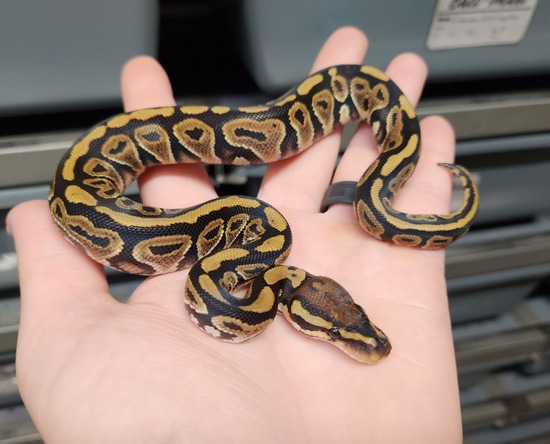 Blackhead Cinny Spotnose Pos Red Gene And Ringer Gene Het Clown FREE ...