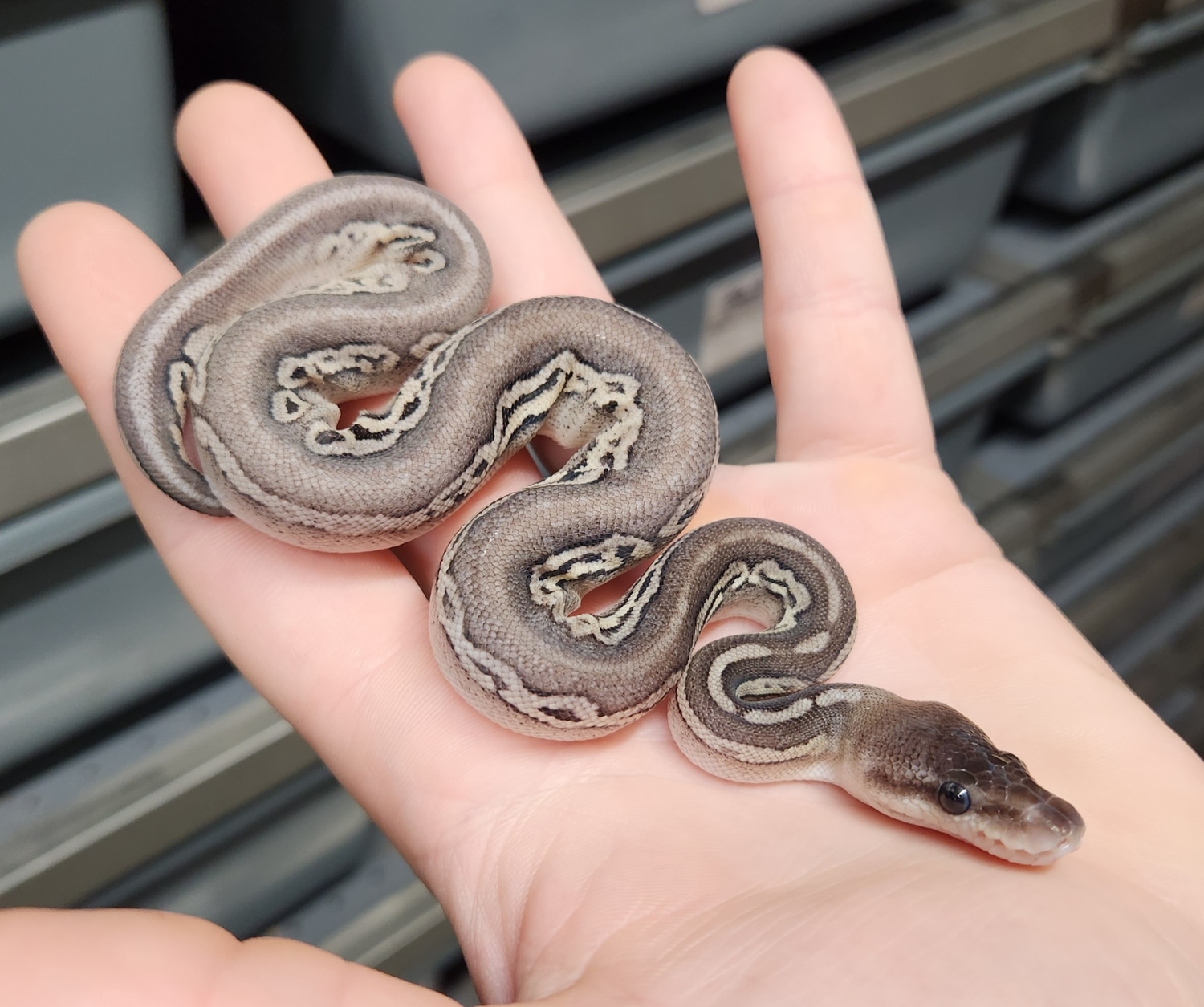 Blackhead Pewter Ringer Gene Het Hypo FREE SHIPPING! Ball Python by ...