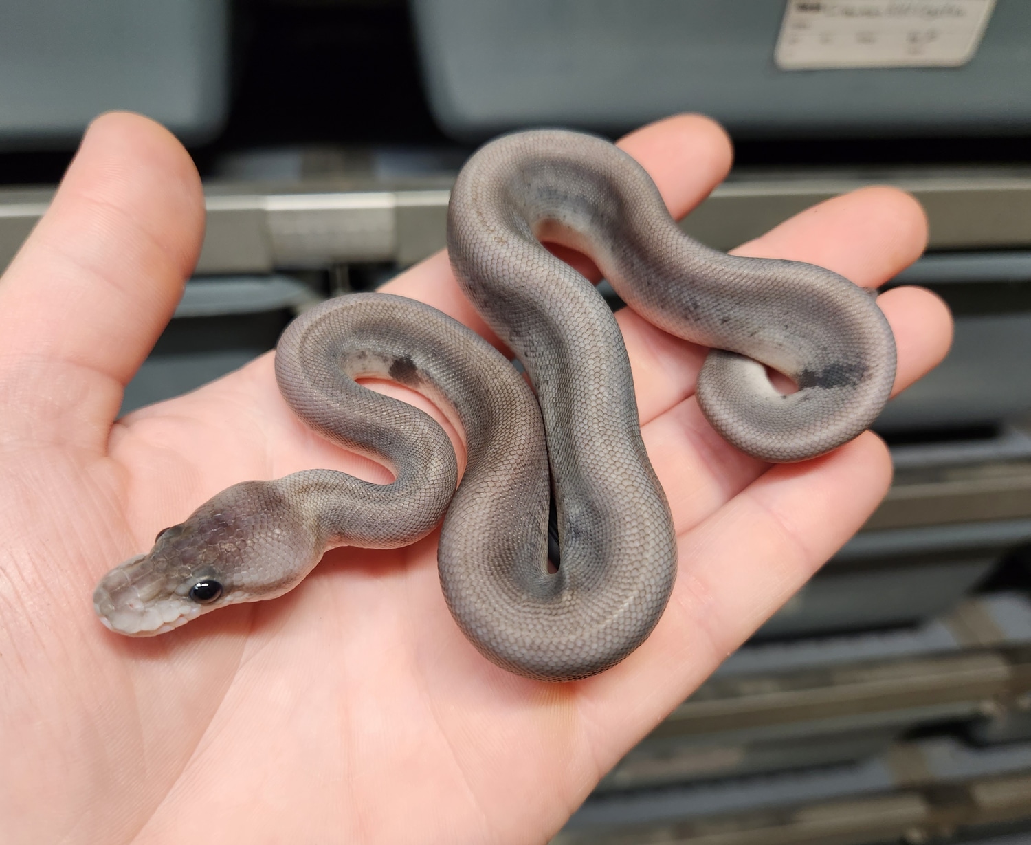 Blackhead Super Cinnamon Pastel Het Hypo FREE SHIPPING! Ball Python by ...