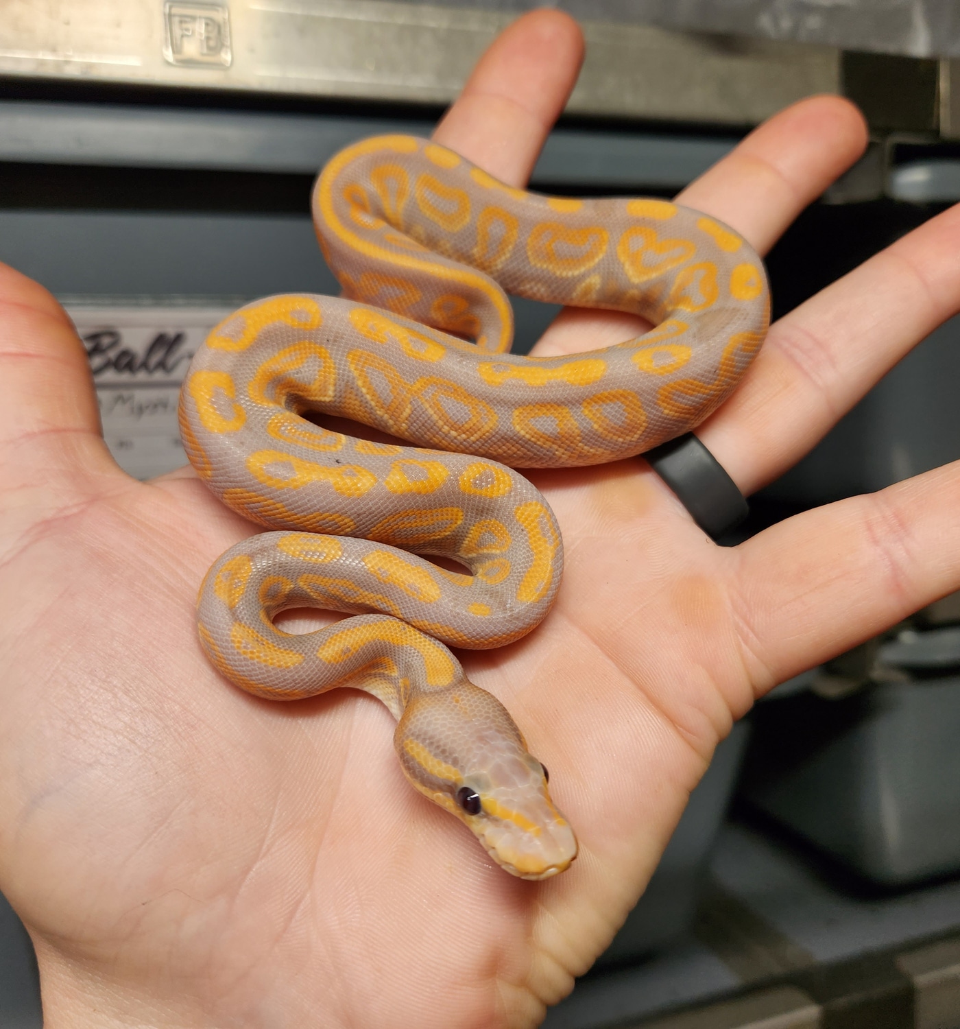 Orange Dream Banana Black Pastel Mystic Yellowbelly FREE SHIPPING! Ball ...