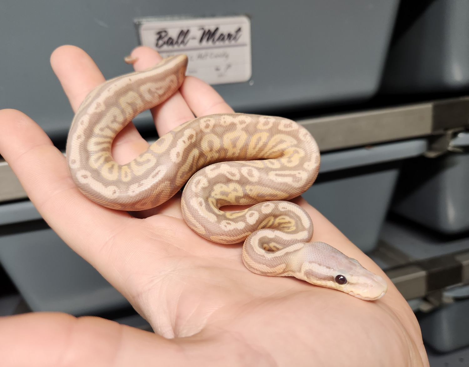 Orange Dream Black Pewter Banana Mystic Yellowbelly Ball Python by Ball ...