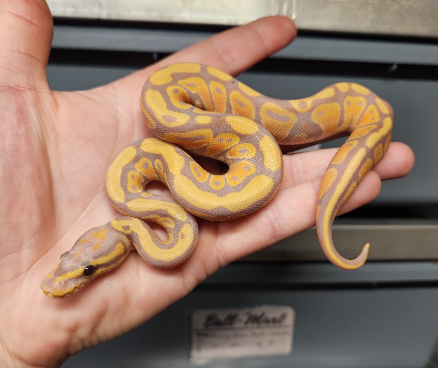 Orange Dream Banana Mystic Pos Yellowbelly FREE SHIPPING! Ball Python ...