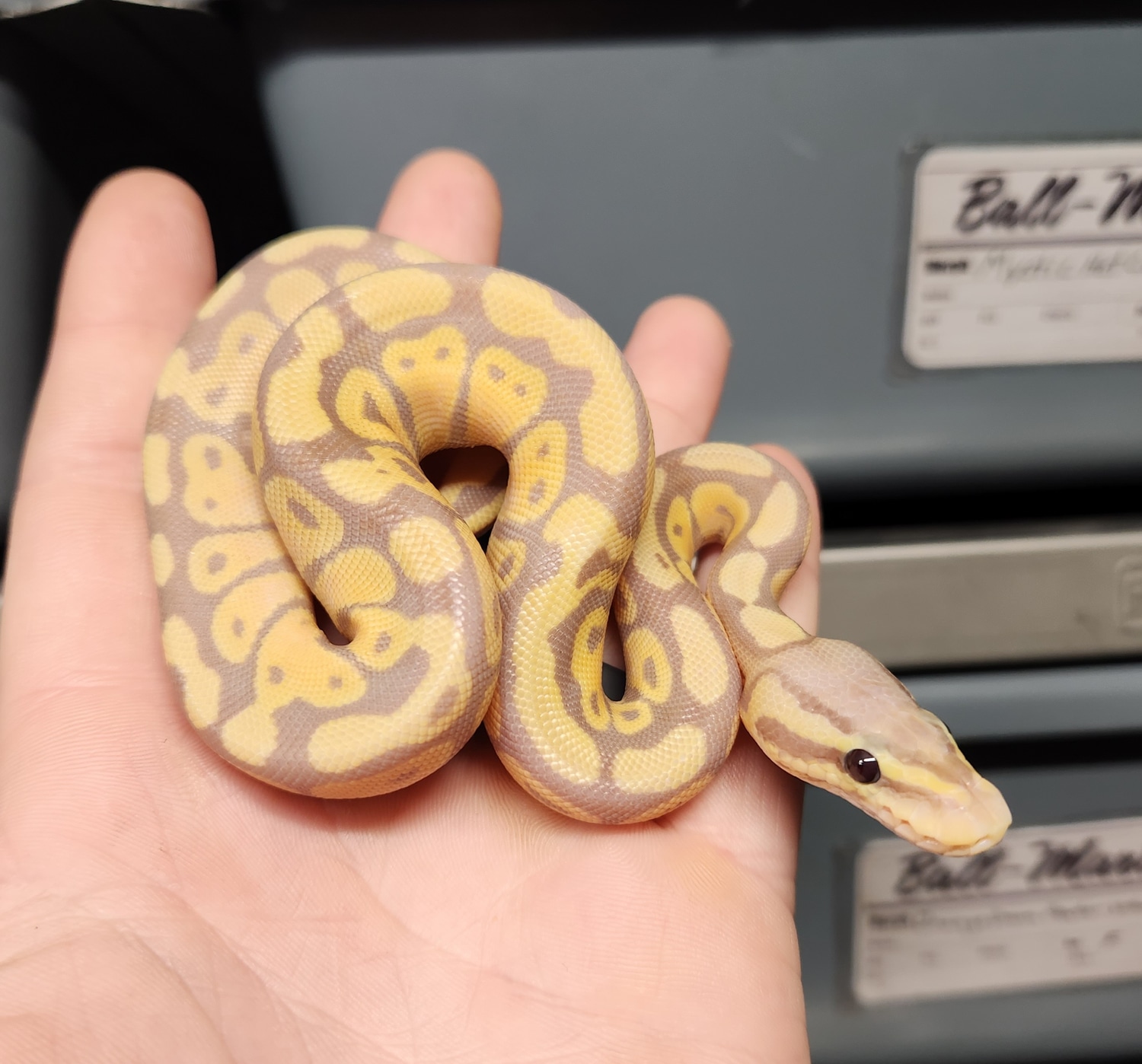 Orange Dream Pastel Banana Mystic Pos Yellowbelly FREE SHIPPING! Ball ...