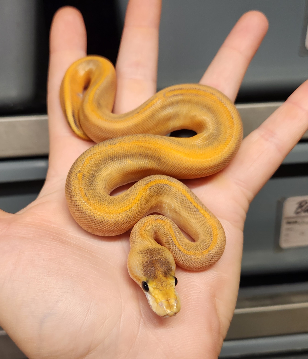 Cinnamon Vanilla Champagne Rio FREE SHIPPING! Ball Python by Ball-Mart ...