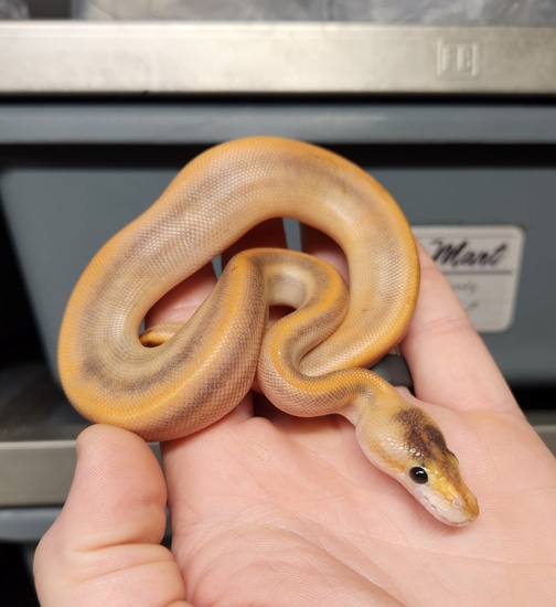 Champagne Pewter Vanilla Rio FREE SHIPPING! Ball Python by Ball-Mart