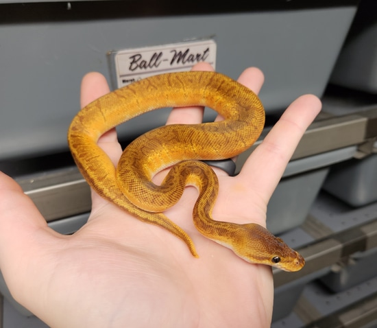 Pinstripe Sunset Free Shipping! Ball Python by Ball-Mart