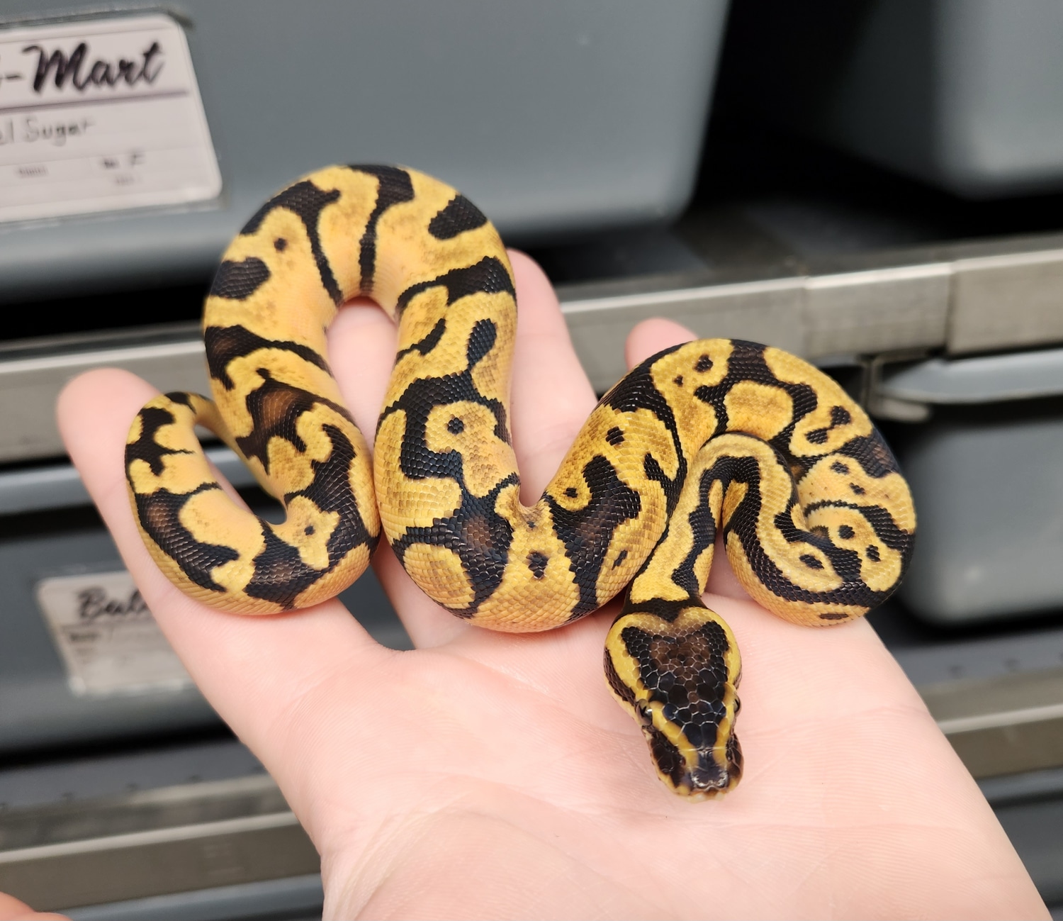 Orange Dream Pastel Enchi Yellowbelly Pos Het Albino FREE SHIPPING ...