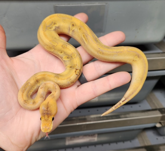 Banana Champagne Rio FREE SHIPPING! Ball Python by Ball-Mart