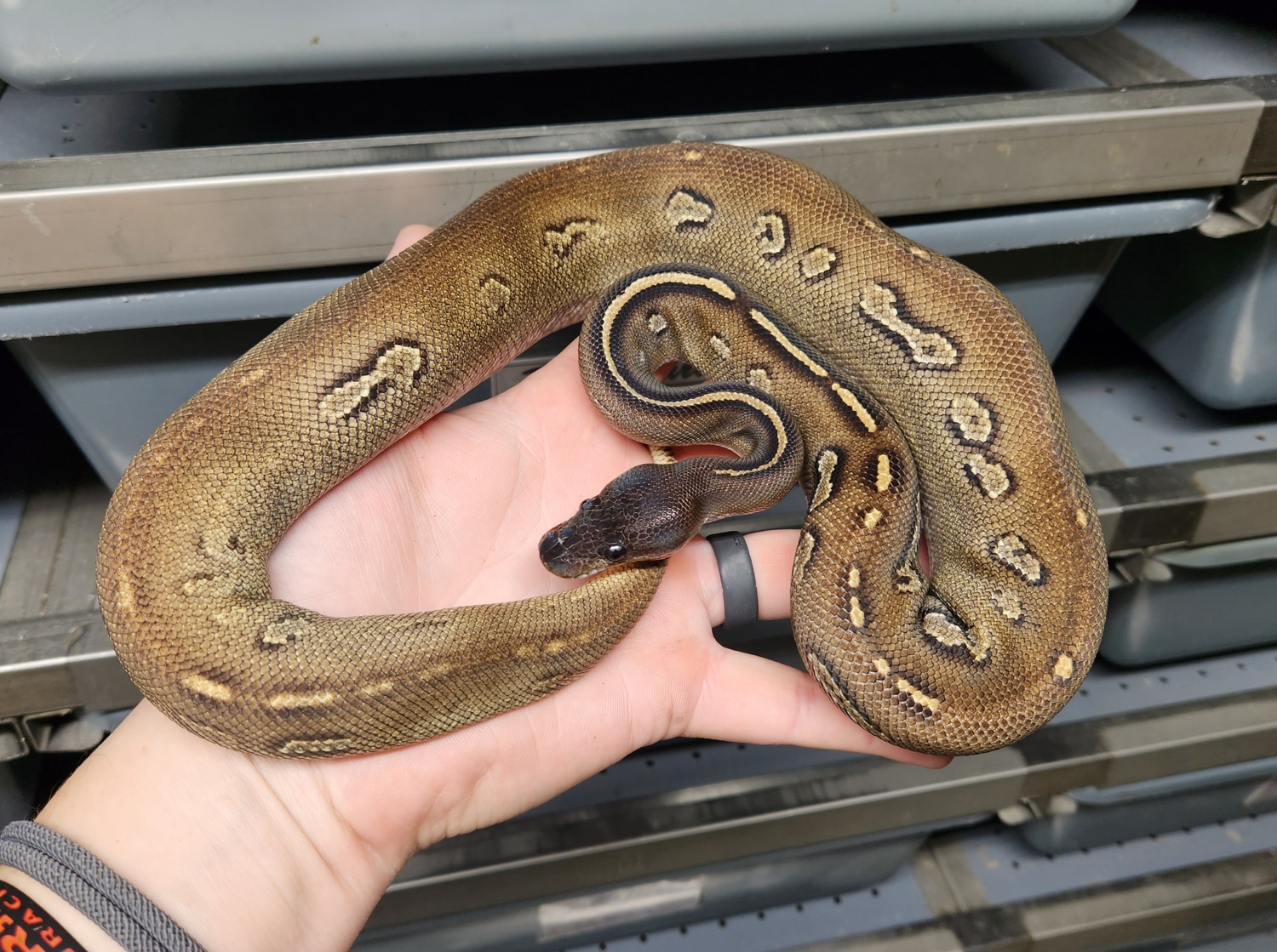 Super Blackhead Mojave Het Red Axanthic Red Gene Ringer Gene Pos Super ...