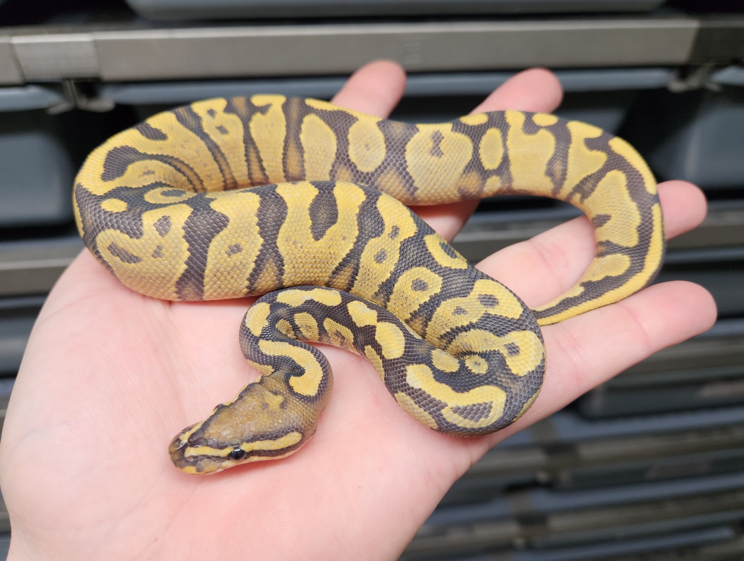 Orange Dream Yellowbelly Hypo FREE SHIPPING! Ball Python by Ball-Mart - MorphMarket
