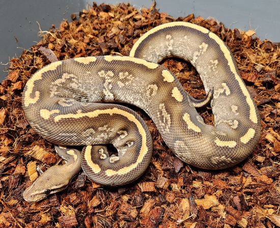 Nanny Phantom "the First One" FREE SHIPPING! Ball Python by Ball-Mart