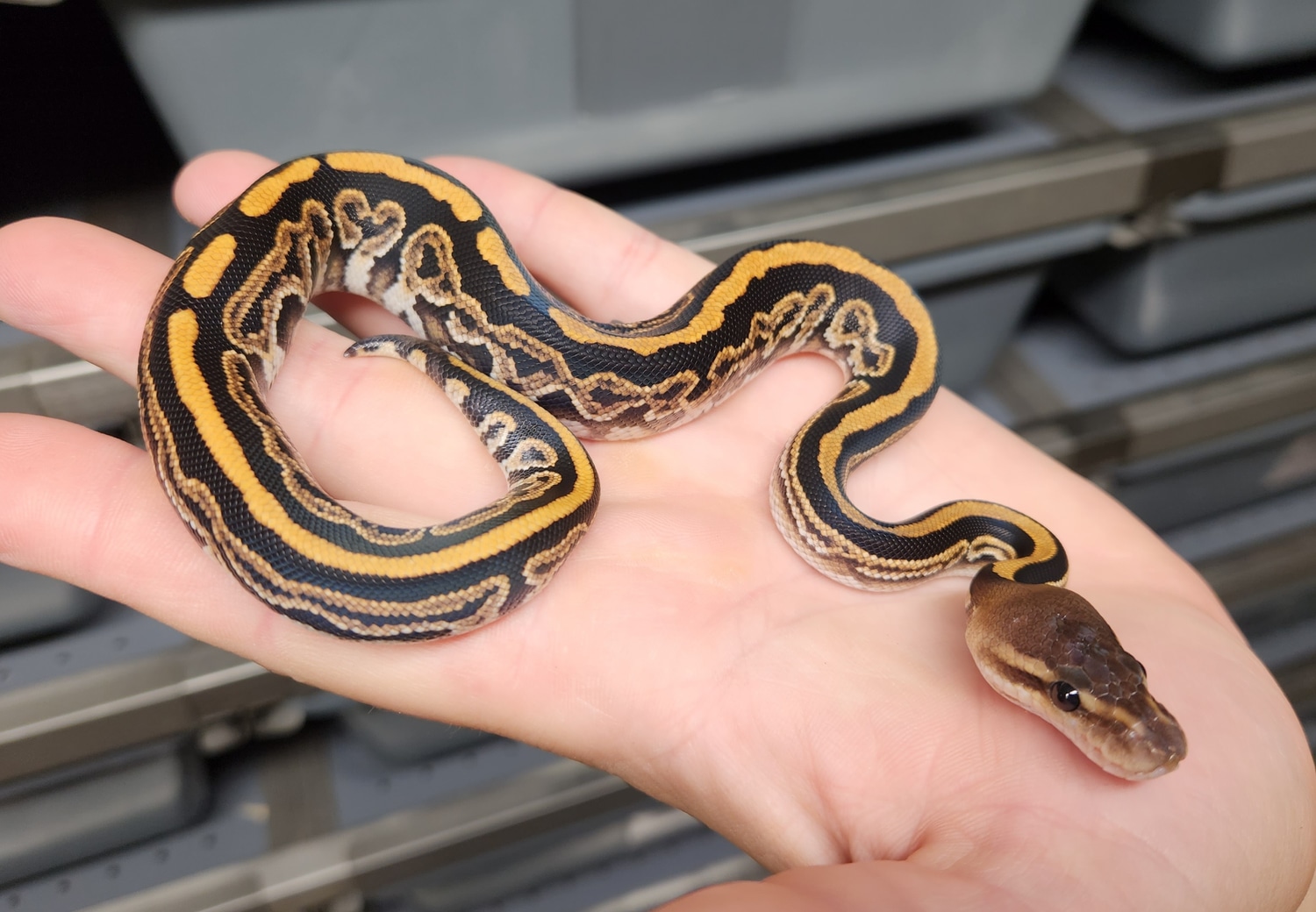 Black Pastel Hurricane Cypress Hypo FREE SHIPPING! Ball Python by Ball ...