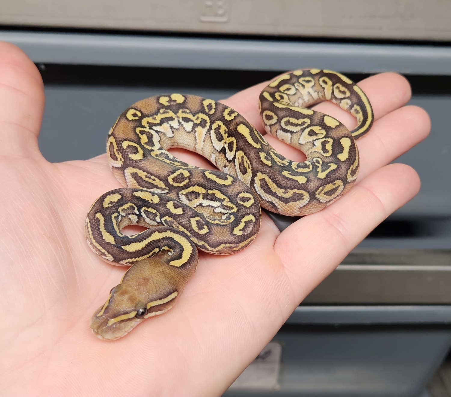 Hurricane Cypress Lesser Hypo FREE SHIPPING! Ball Python by Ball-Mart ...