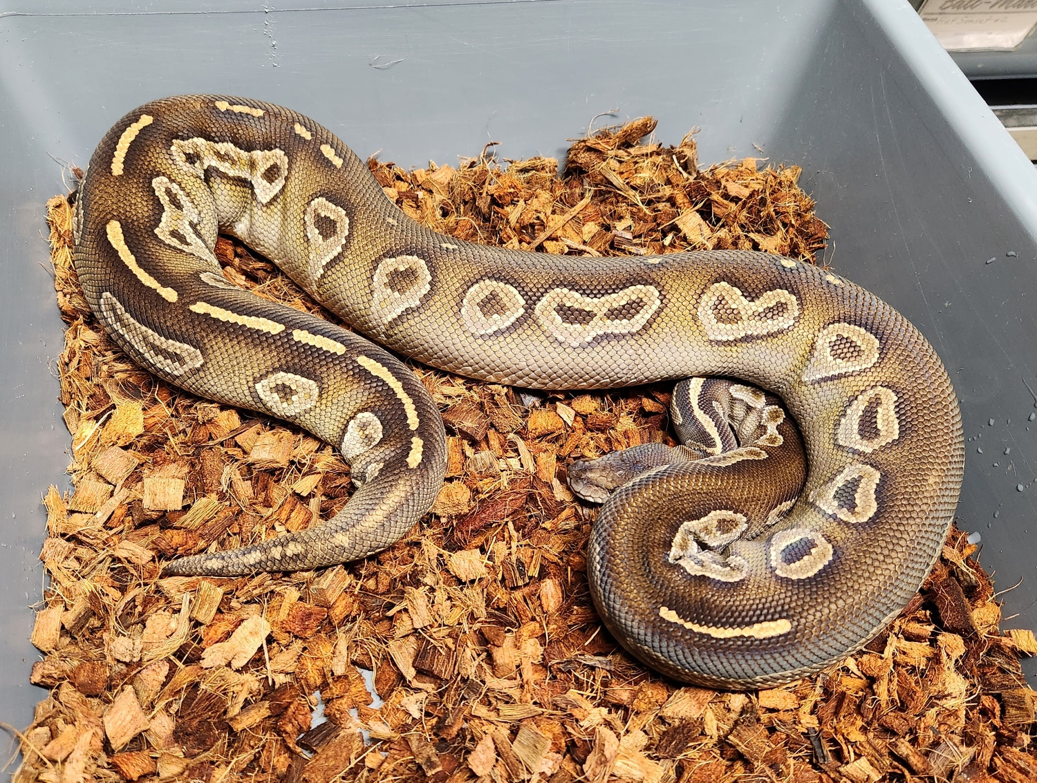 Blackhead Mojave Het Red Axanthic Red Gene Ringer Gene FREE SHIPPING! Ball Python by Ball-Mart ...