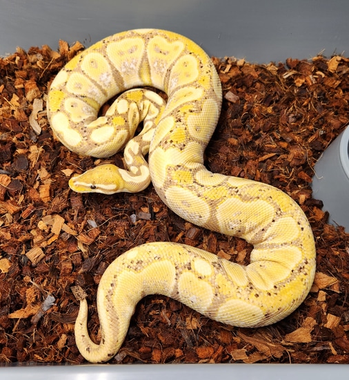 Banana Het Albino FREE SHIPPING! Ball Python by Ball-Mart