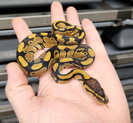 Pastel Dinker Het Sunset FREE SHIPPING! Ball Python by Ball-Mart