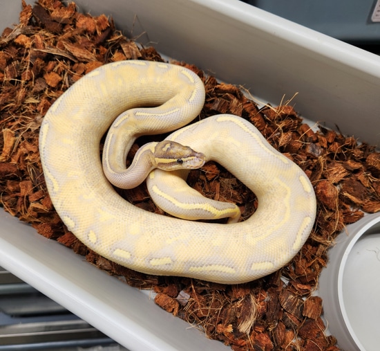 Enchi Highway Ball Python by Ball-Mart