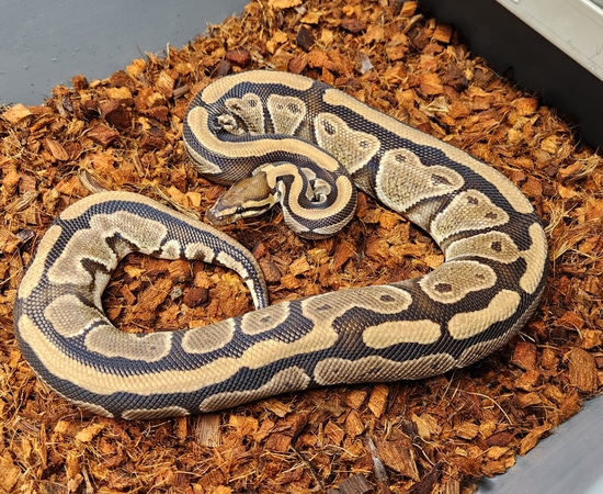 Dinker FREE SHIPPING! Ball Python by Ball-Mart