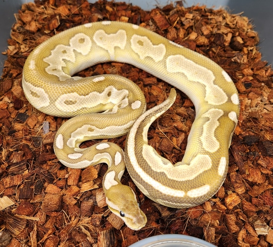 Cinnamon Lesser Calico Het Cryptic Or Clown FREE SHIPPING! Ball Python ...