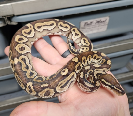 Mojave Het Red Axanthic Pos Het Desert Ghost FREE SHIPPING! Ball Python ...