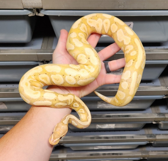 Orange Dream Banana Mystic Yellowbelly Ball Python by Ball-Mart