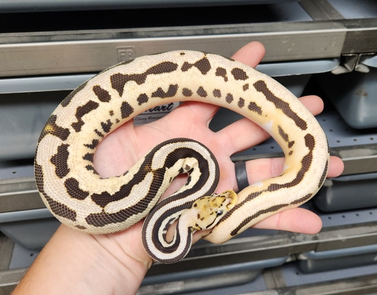 Orange Dream Leopard Spotnose Fire Yellowbelly Crypton FREE SHIPPING ...