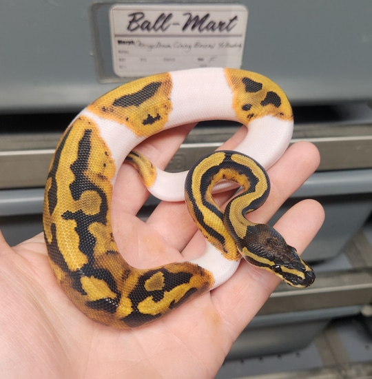 Pied Pos Other Genes FREE SHIPPING! Ball Python by Ball-Mart