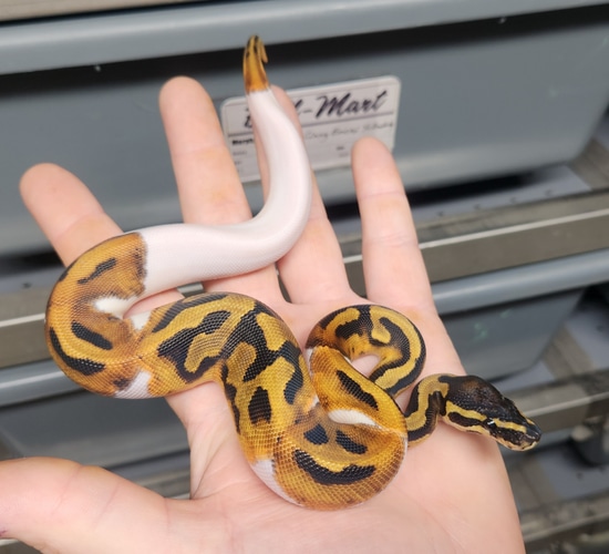 Pied (Emoji) Pos Od FREE SHIPPING! Ball Python by Ball-Mart