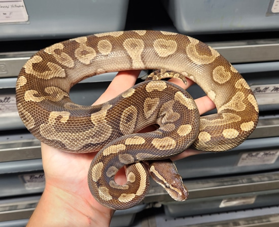 Ghi Enchi Cinnamon Calico Het Cryptic Or Clown FREE SHIPPING! Ball ...
