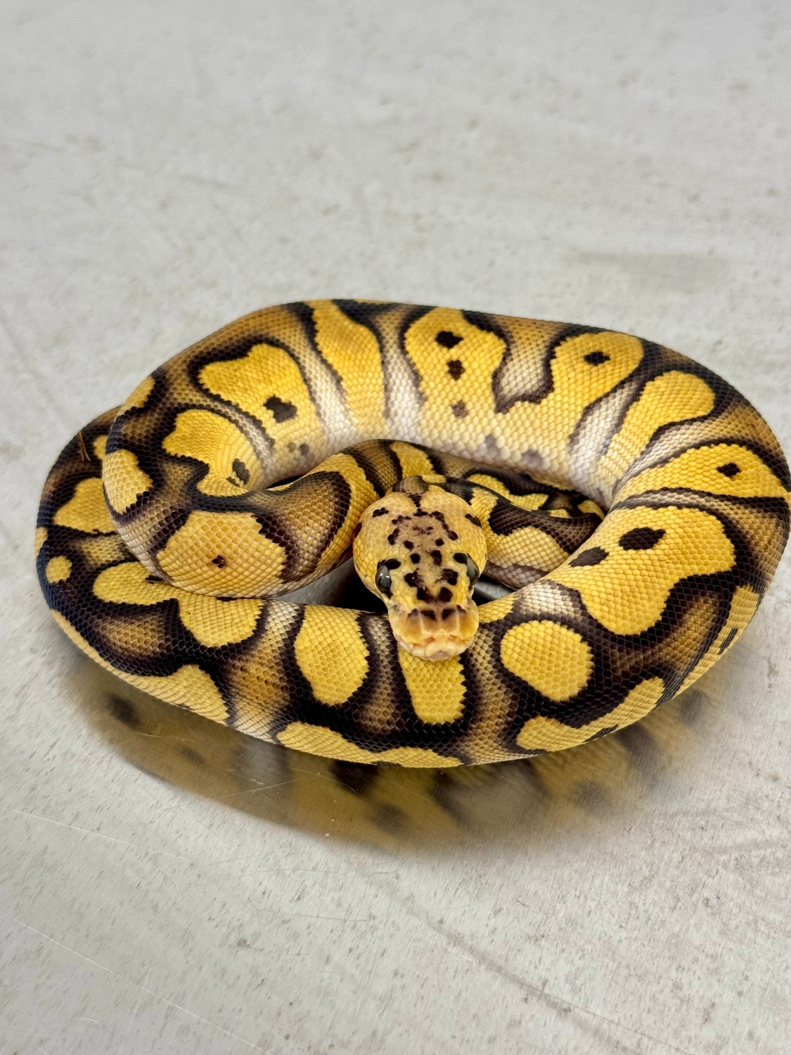 Chocolate, Pastel, Clown, Pos Het Hypo (BHB LINE) Ball Python by Ball-O ...