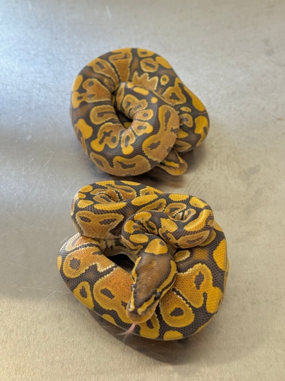 1.1 Pair Hypo Clown Project Ball Python by Ball-O-Rama